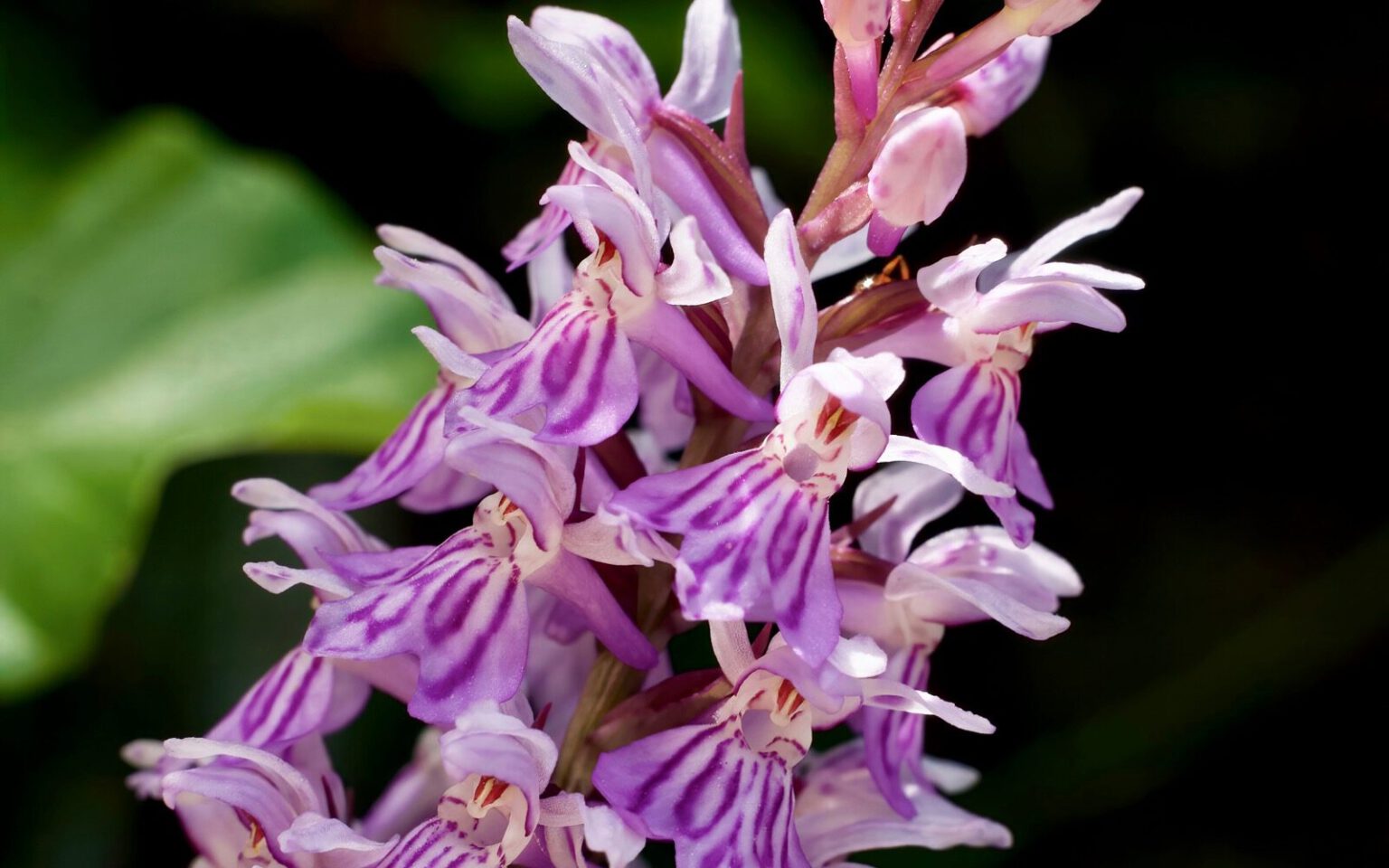 Orchideen (Familie Orchidaceae) – Natur in Deutschland