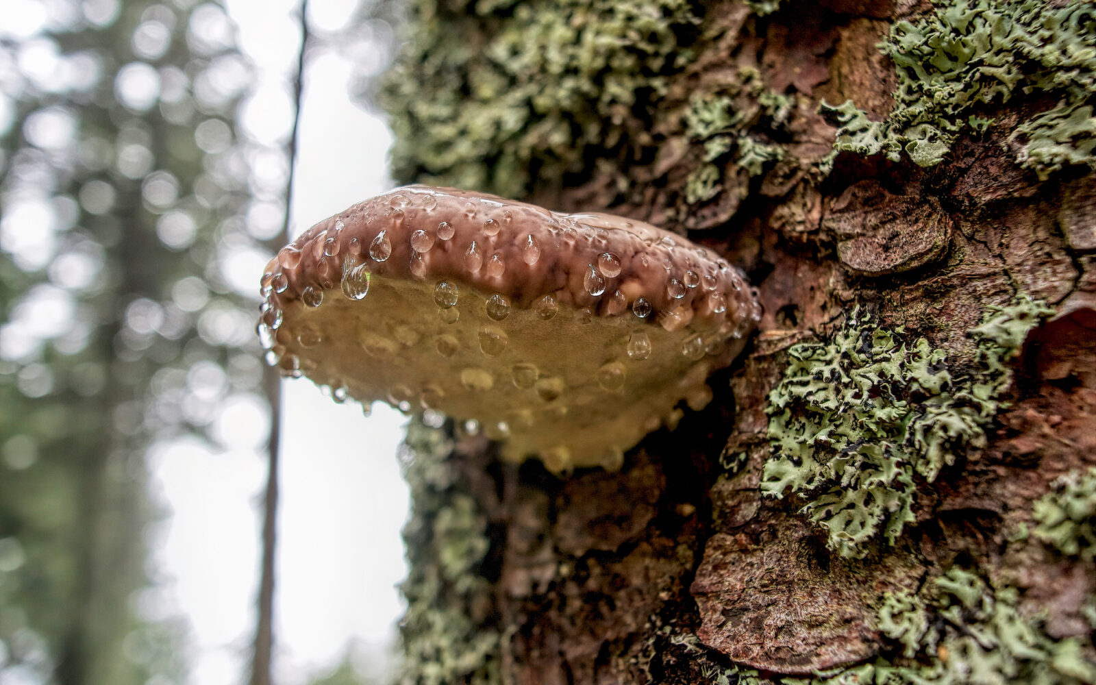 Ungenießbare Pilze – Natur in Deutschland